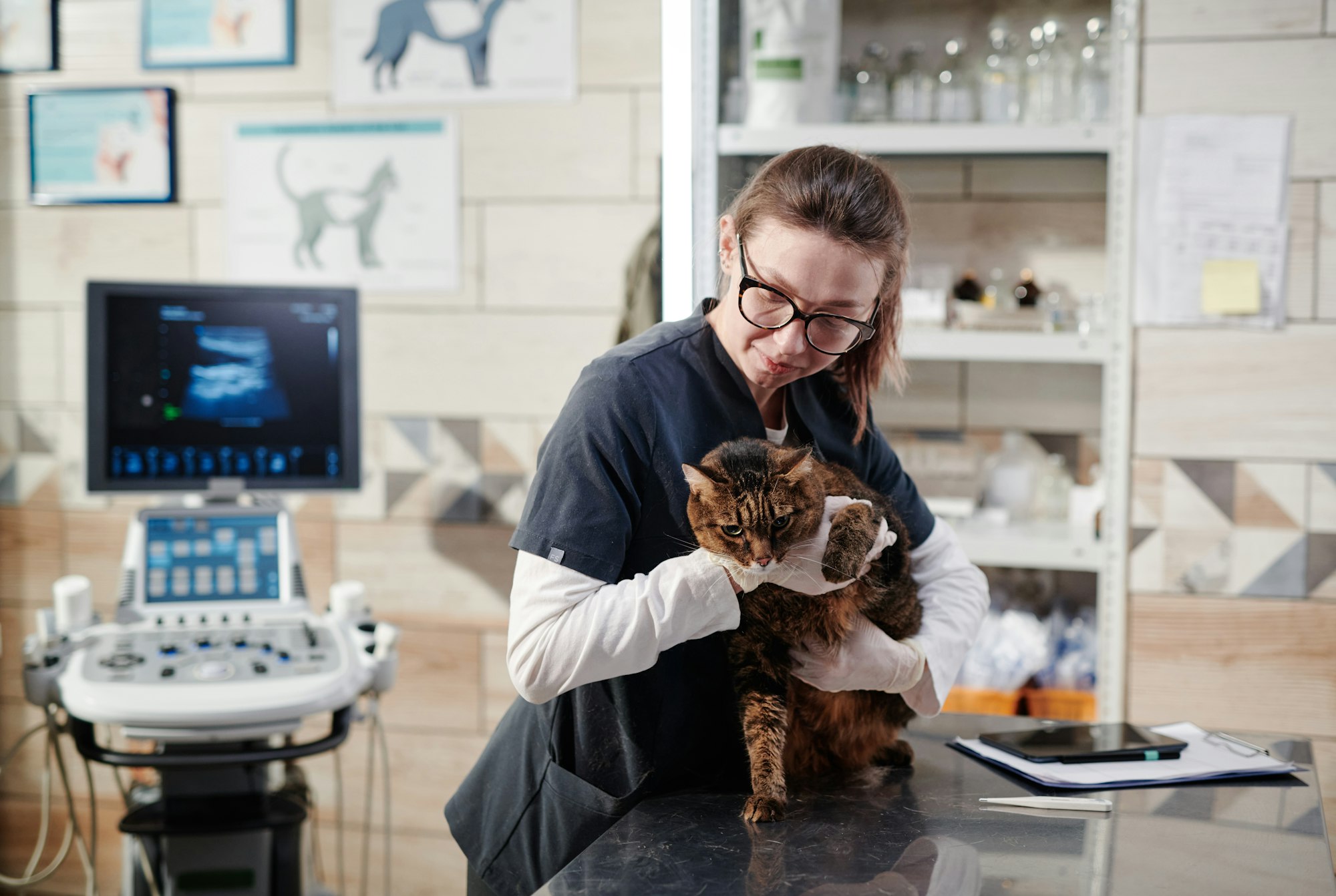 Elevate Your Business: Vet Tech Job Description Tips and Tricks