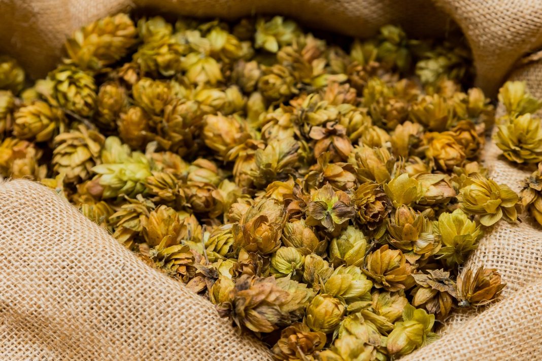 Your Complete Guide to Starting Your Own Brewery